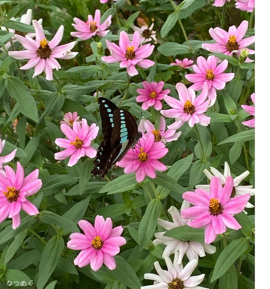 日曜日也。: てくてくぼちぼち2